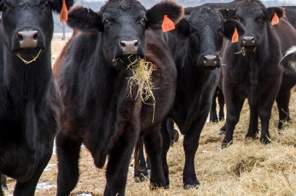 WAGYU COWS – Wackel Farms Wagyu