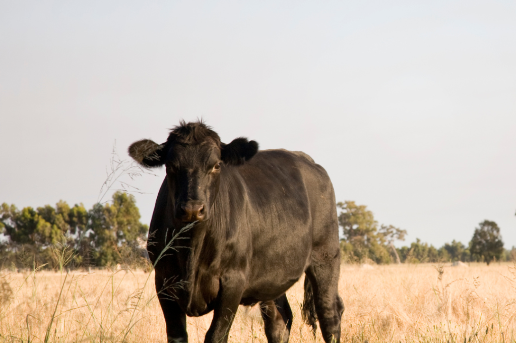 BRED RECIPIENT COWS – Wackel Farms Wagyu